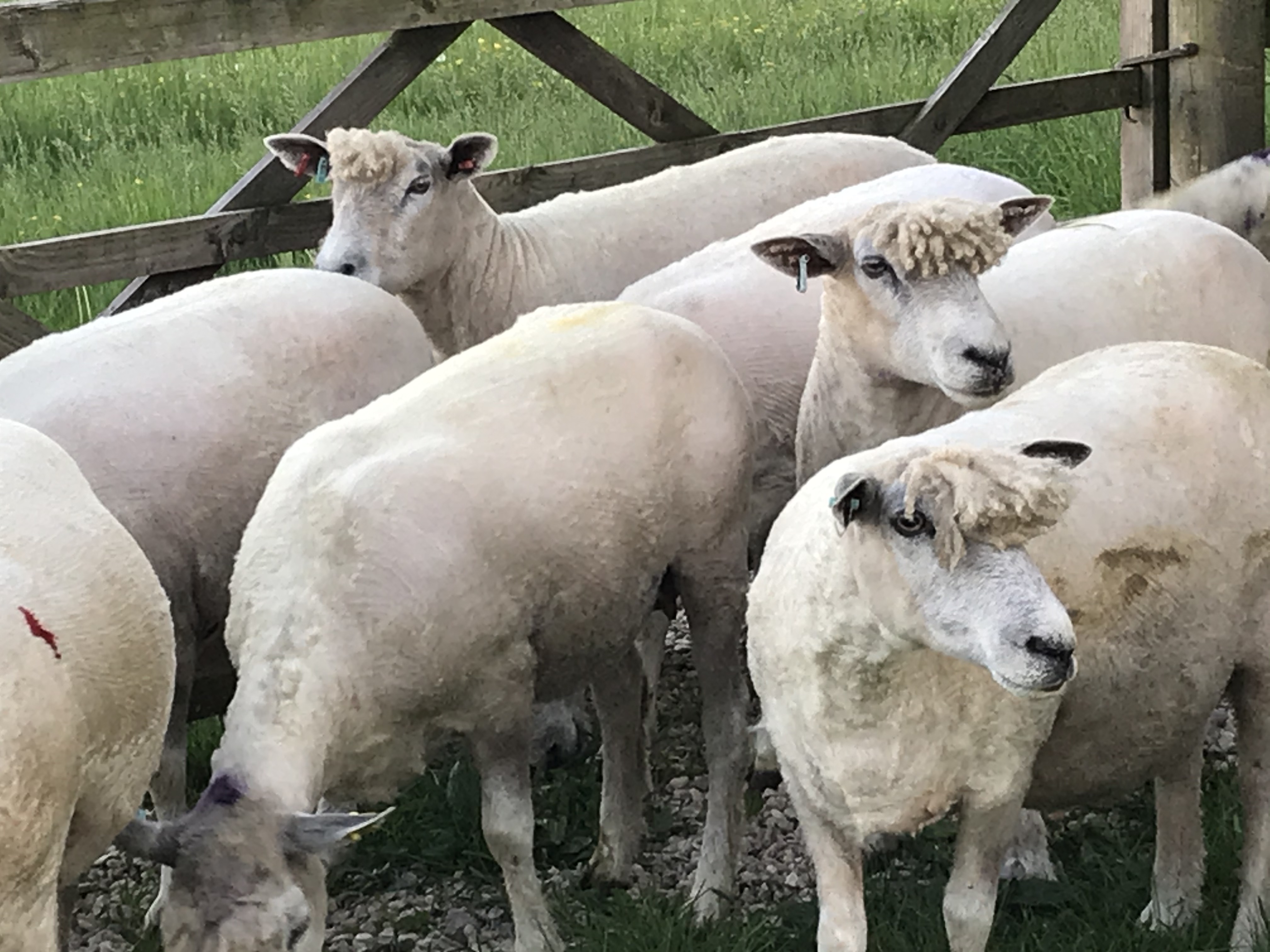 Cotswold sheep on a regenerative family farm – Aston Cotswold Flock